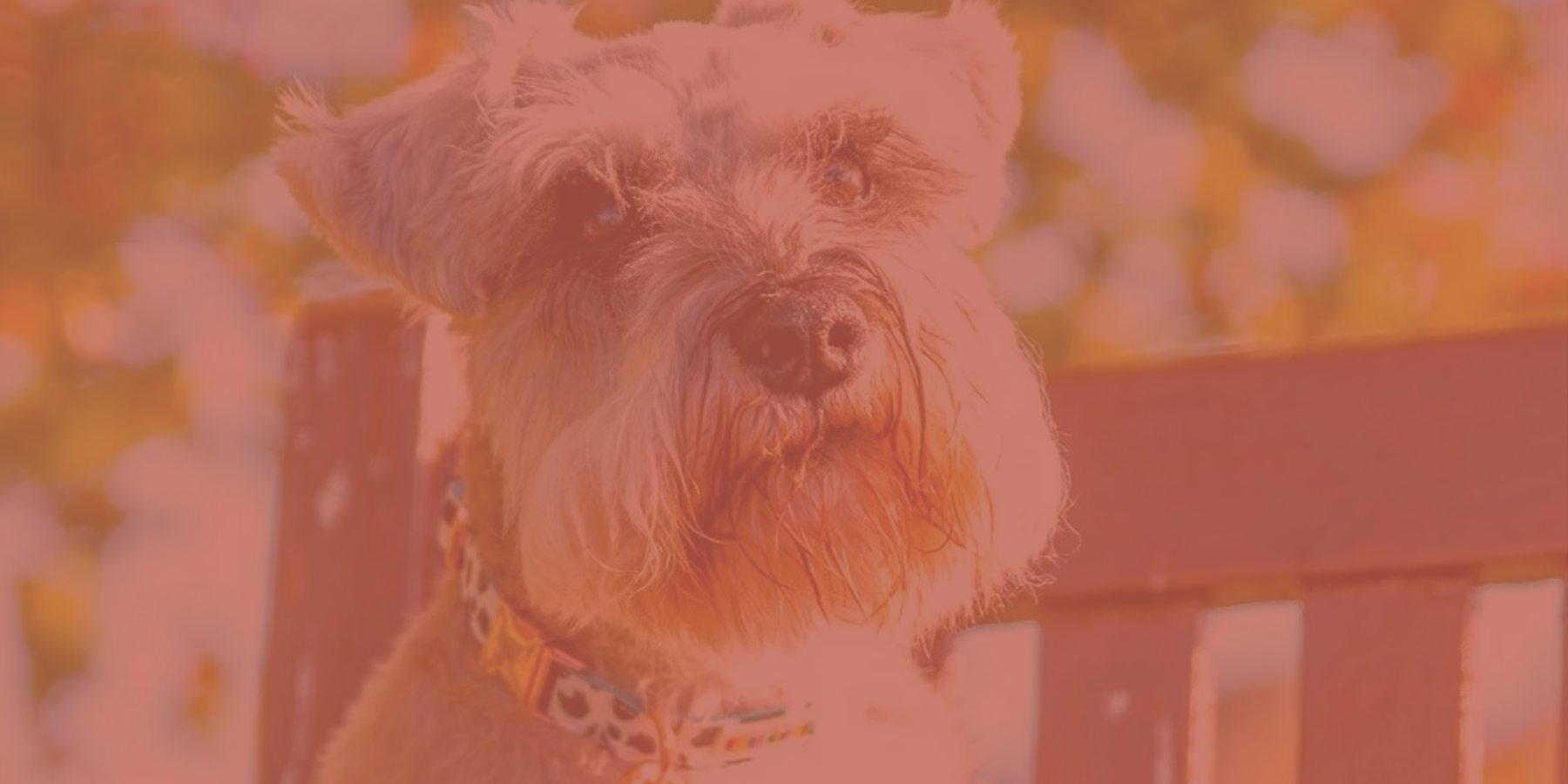 Sale – Scottie Paws Pets